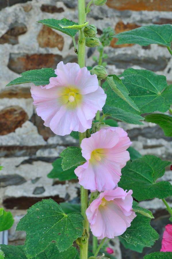 Rosea Del Althea Del Lcea Del Hollyhock Foto de archivo - Imagen de ...