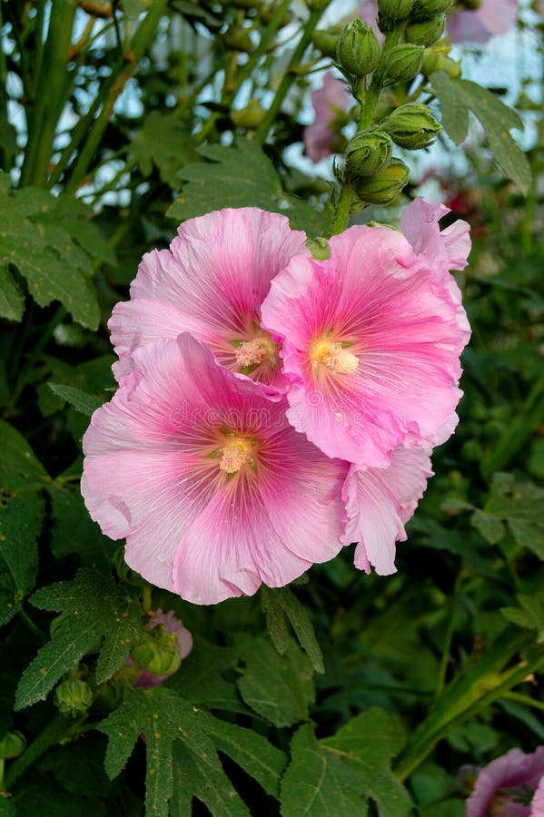 Rosea Plant . common name stock photo. Image of common - 278832640