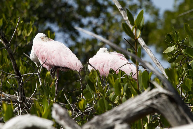 Roseate Spoonbil stock photo. Image of shrimp, florida - 13500116