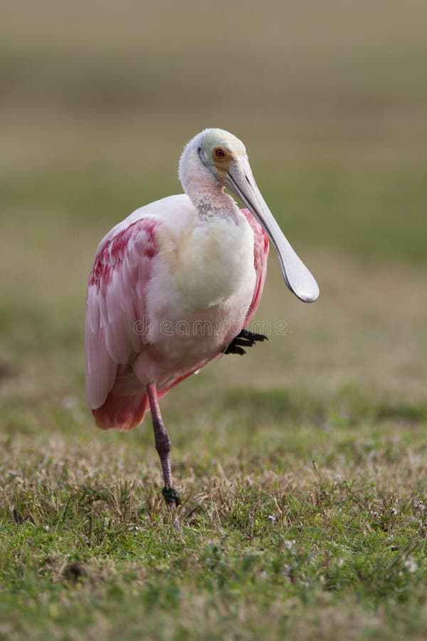Roseate Spoonbill, in Wetland Environment, La Estrella Marsh, Stock ...
