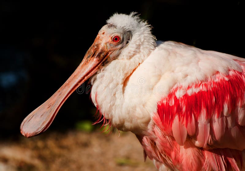 Roseate Spoonbill stock image. Image of rose, portrait - 16564339