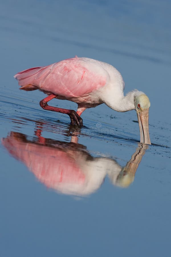 Roseate Spoonbill stock photo. Image of grass, natural - 19778698