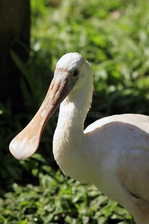Spoonbill Bird stock photo. Image of beak, stare, bill - 19001326