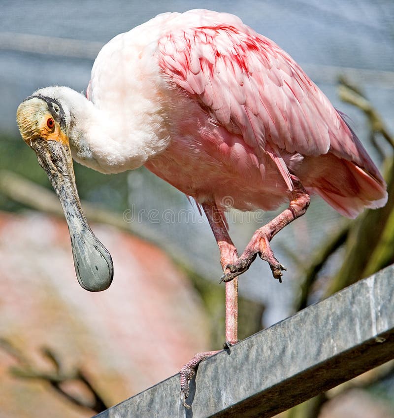 Roseate Spoonbill 4 stock photo. Image of beak, pink, species - 3222806