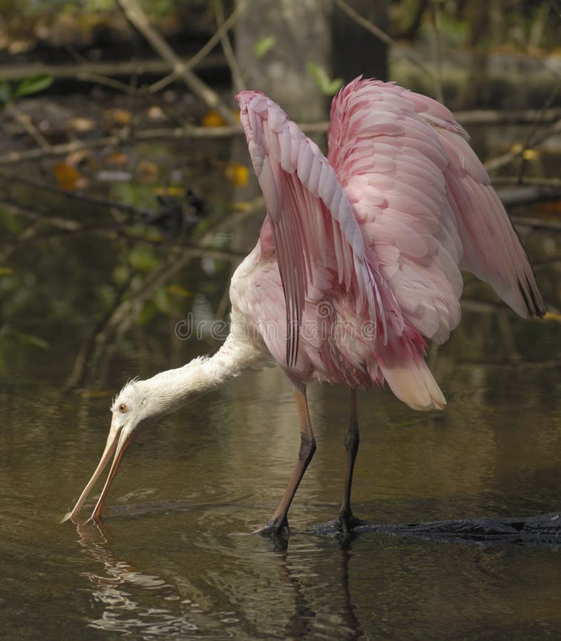 Roseate Spoonbill, in Wetland Environment, La Estrella Marsh, Stock ...