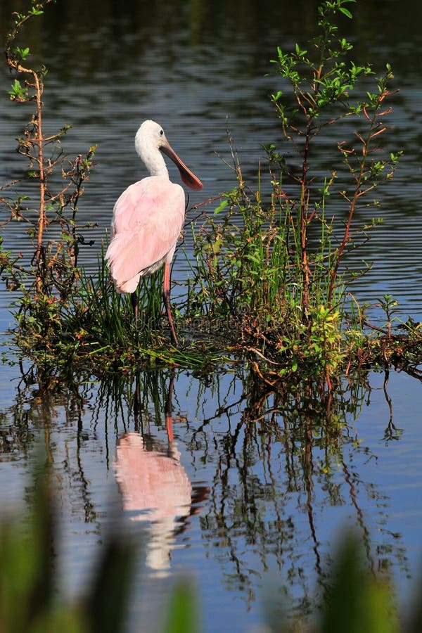 Coy Fish stock photo. Image of plant, fish, orange, water - 24764