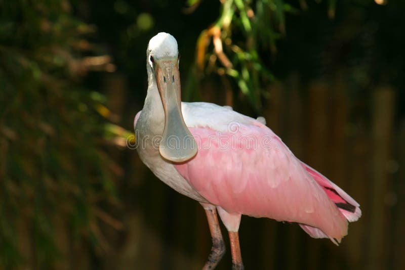 Roseate Spoonbill face stock photo. Image of funny, bill - 1158224