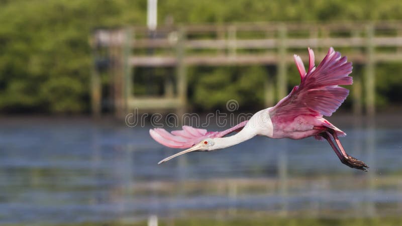 Roseate Spoonbill in Flight Stock Image - Image of flight, species ...
