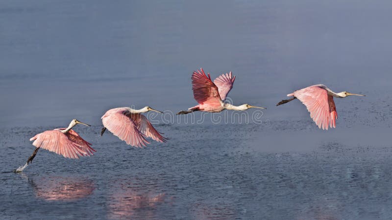Roseate Spoonbill in Flight Stock Photo - Image of wildlife, spoonbill ...