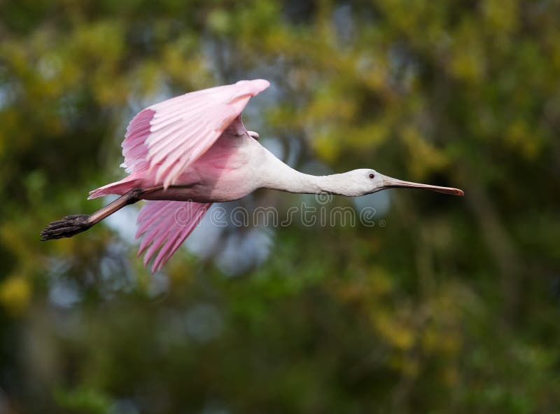 Roseate Spoonbill in Flight Stock Photo - Image of flying, flight: 51605514
