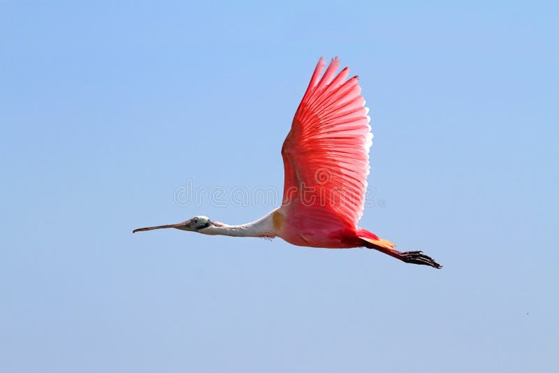 Roseate Spoonbill in Flight Stock Photo - Image of avian, birds: 31114450