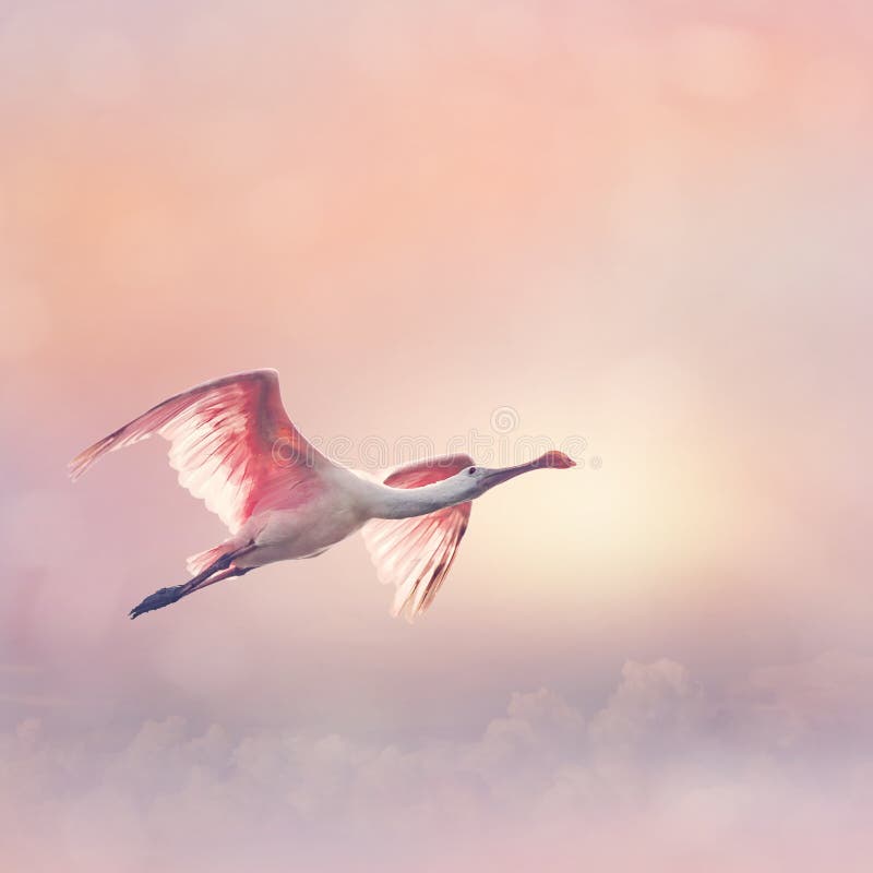 Roseate Spoonbill in Flight Stock Photo - Image of tropical, spoonbill ...
