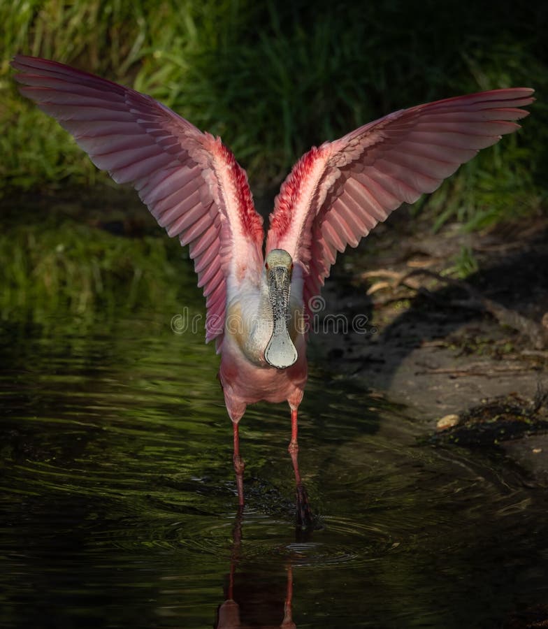 Roseate Spoonbill in Florida Stock Photo - Image of blowing, fall ...