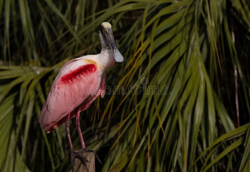 Roseate Spoonbill in Florida Stock Photo - Image of lake, grand: 227767548