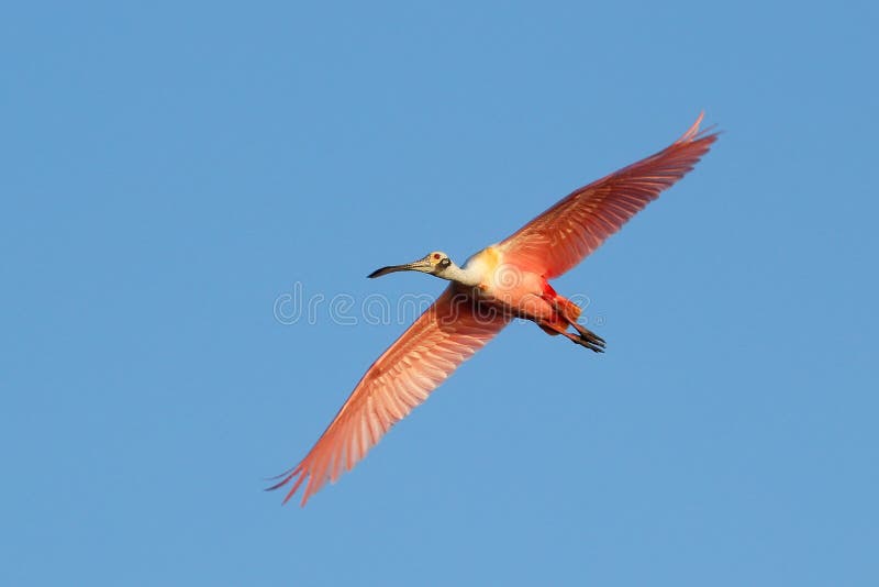 Roseate Spoonbill Flying in Blue Sky Stock Image - Image of bird, ajaja ...