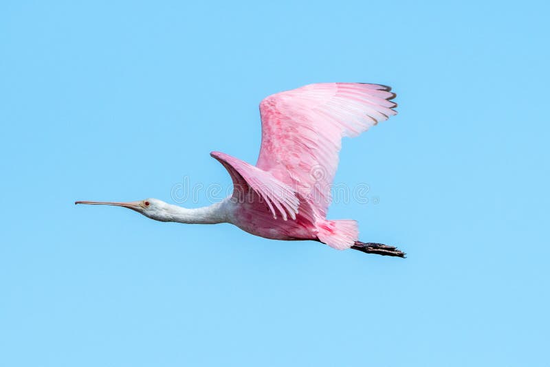 Roseate spoonbill flying stock photo. Image of spoonbill - 241738482