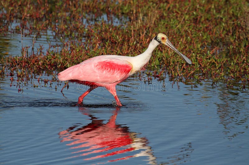 Rosette Spoonbill in Shallow Blue Water Stock Image - Image of plumage ...