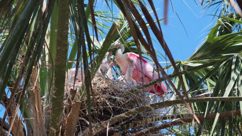 Roseate Spoonbill with Its Chicks in the Nest . Stock Video - Video of ...