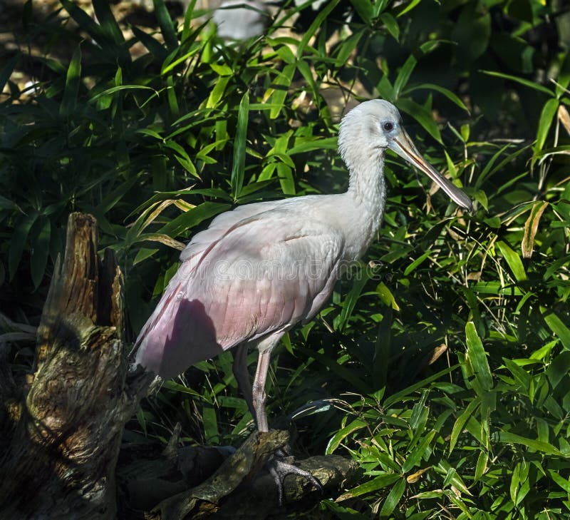 Roseate Spoonbill 4 stock photo. Image of beak, pink, species - 3222806