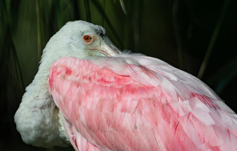 Roseate Spoonbill in Florida Stock Photo - Image of female, night ...