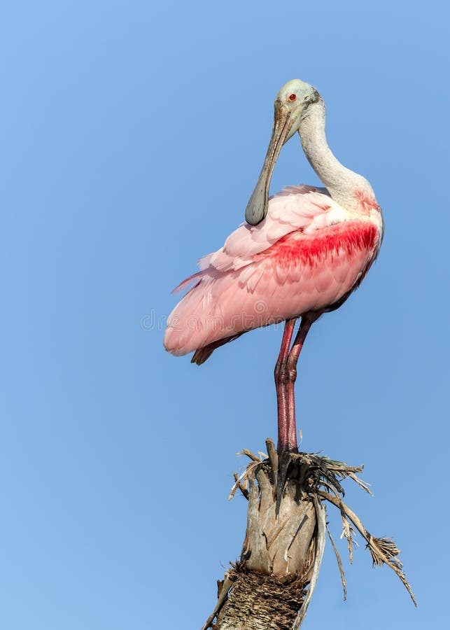 Roseate Spoonbill Perched on the Stump of a Palm Tree - Florida Stock Image - Image of florida ...