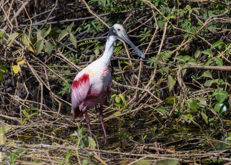 Roseate Spoonbill (Platalea Ajaja) in Brazil Stock Photo - Image of ...