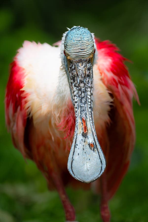 Roseate Spoonbill stock photo. Image of everglades, colors - 333397056