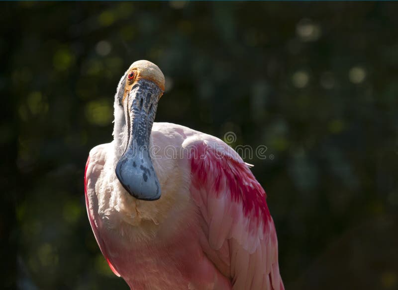 Rosette Spoonbill Bird in Everglades Stock Image - Image of body ...