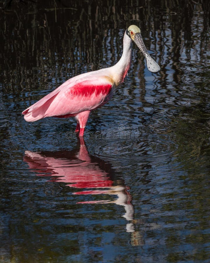 Roseate Spoonbill stock image. Image of roseate, beak - 113057395