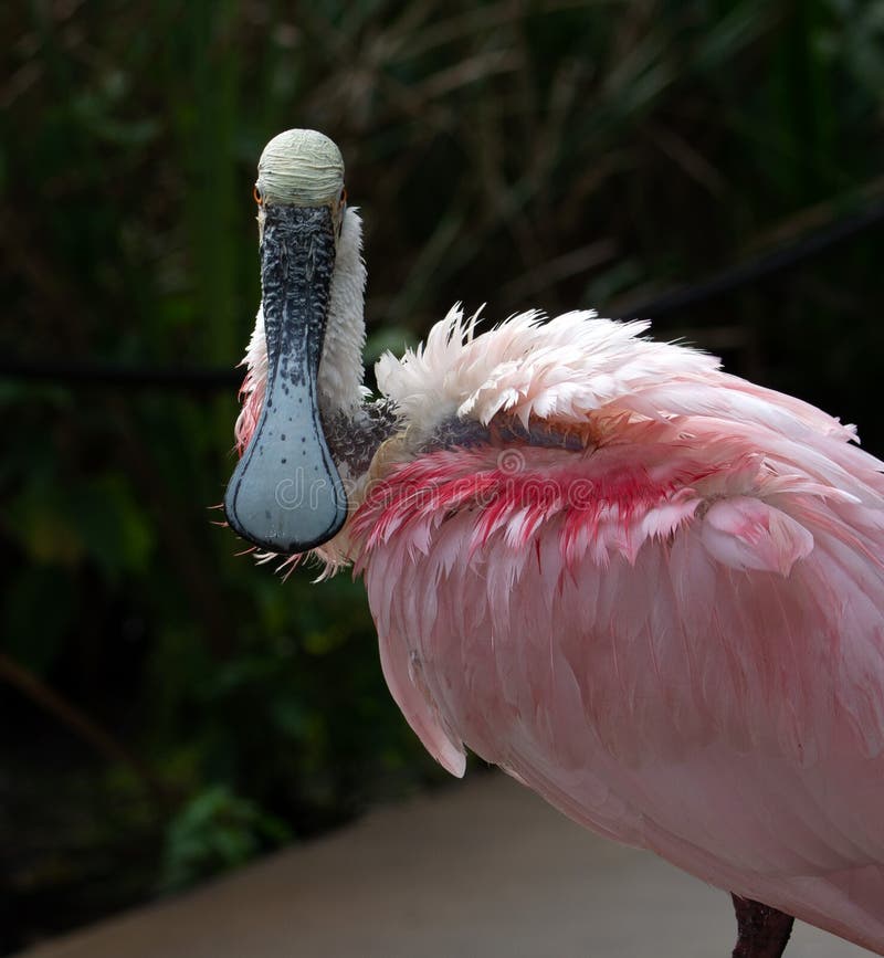 Roseate Spoonbill Showing Its Signature Beak Stock Image - Image of ...
