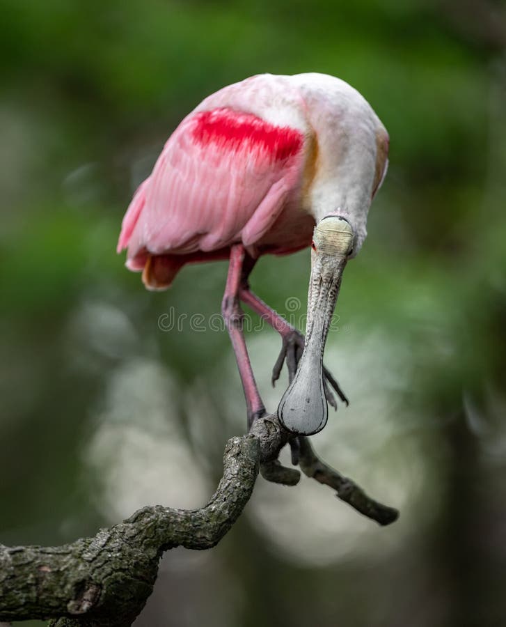 Roseate Spoonbill in Florida Stock Photo - Image of egret, nesting ...