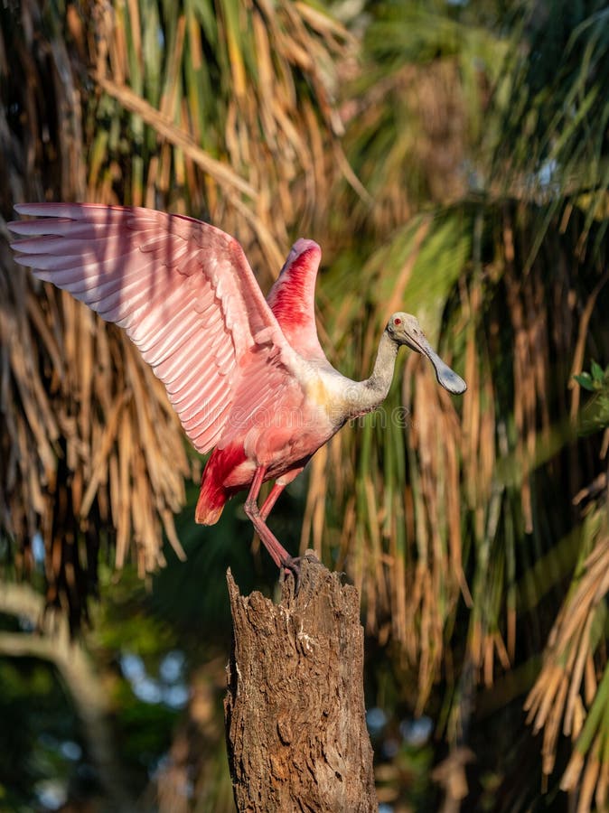 Roseate Spoonbill in Florida Stock Image - Image of jersey, nature ...