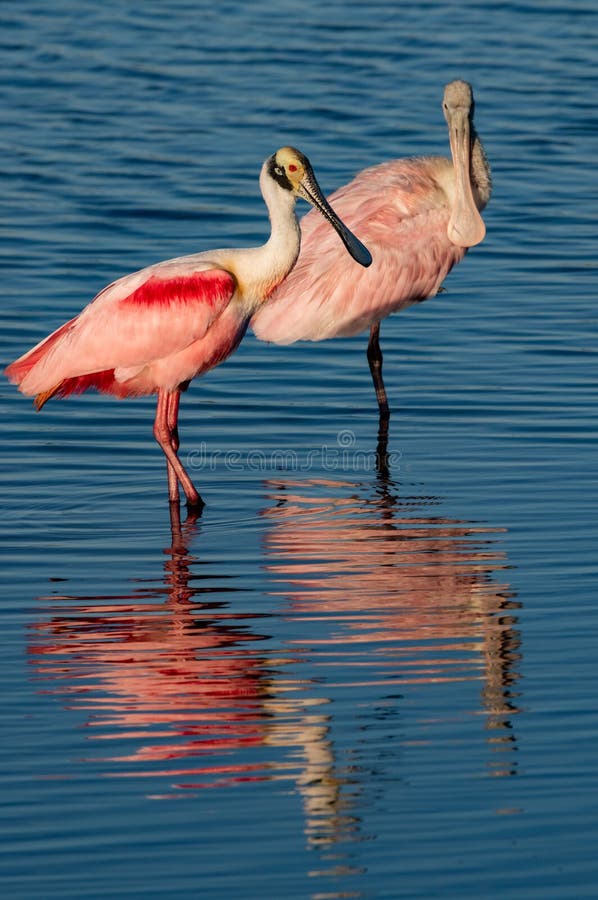 Roseate Spoonbill in Florida Stock Photo - Image of gray, baby: 160465210