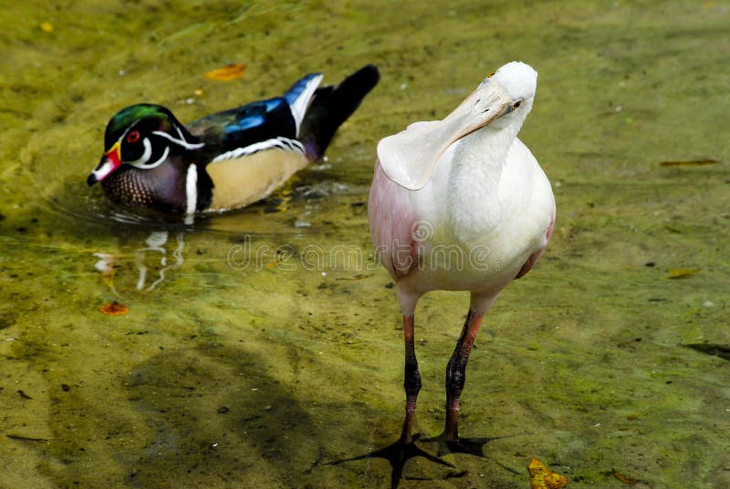 765 Spoonbill Duck Stock Photos - Free & Royalty-Free Stock Photos from ...