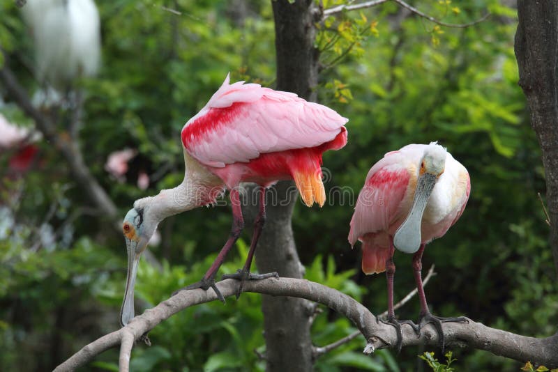 Roseate Spoonbill Feet Stock Photos - Free & Royalty-Free Stock Photos ...