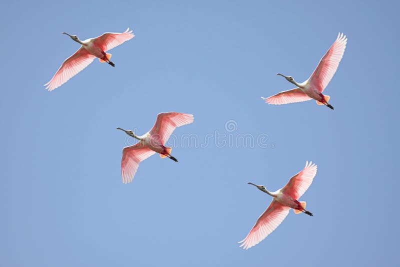 Roseate Spoonbills in Flight Stock Photo - Image of birds, bird: 8432992