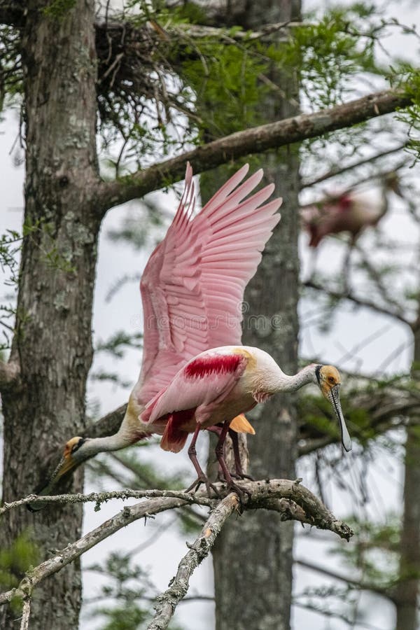 Roseate spoonbills stock photo. Image of nature, courtship - 273394420
