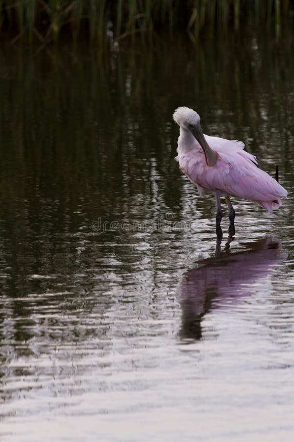 Roseate spoonhill stock image. Image of americana, midium - 28520631