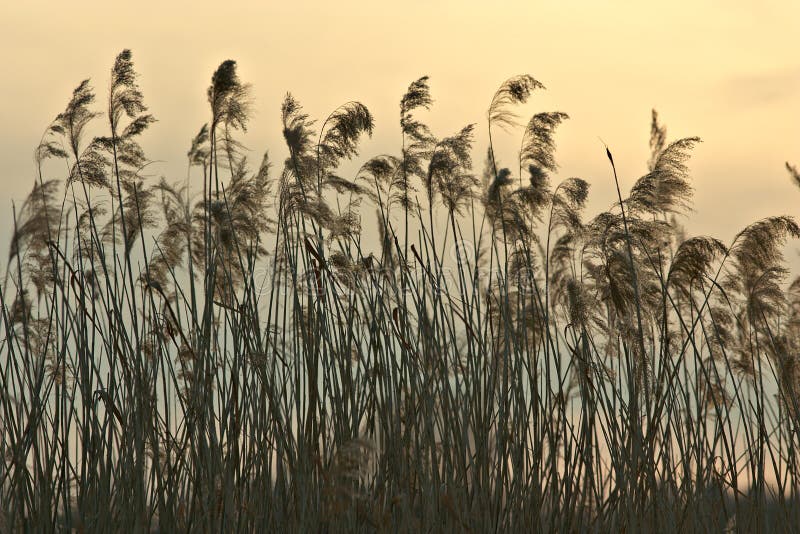 162,506 Roseau Photos libres de droits et gratuites de Dreamstime