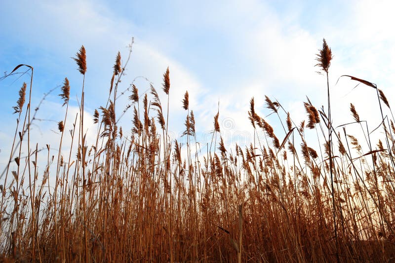 Roseau photo stock. Image du vert, ornemental, aquatique - 22734628