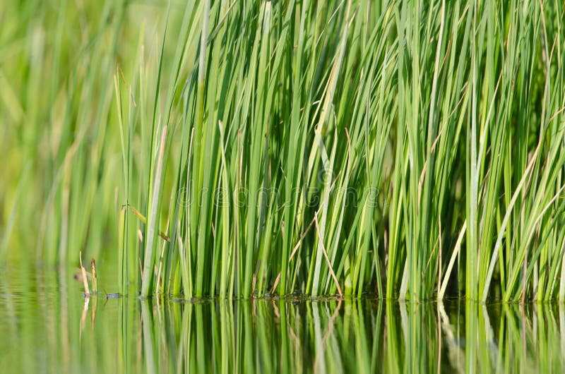 Roseau photo stock. Image du fond, étang, détail, scandinavie - 27493888