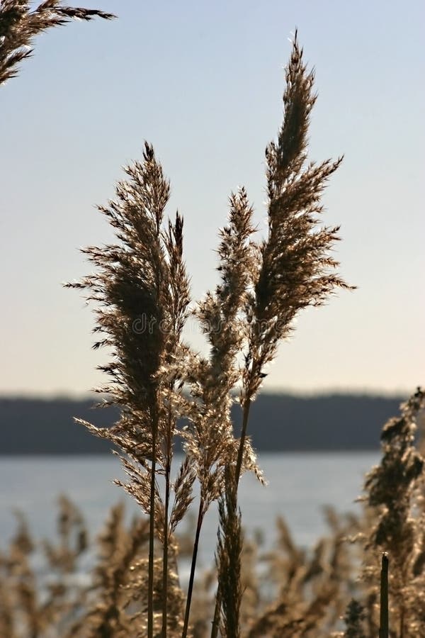 Images Roseau - Téléchargez 93,926 Photos libres de droits
