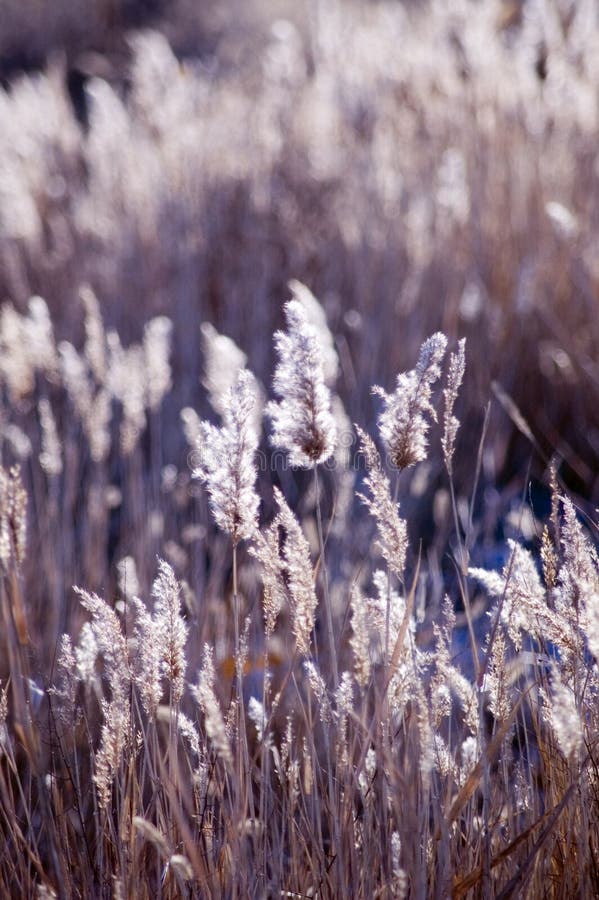 Roseau deux photo stock. Image du nature, durée, optimisme - 12125688