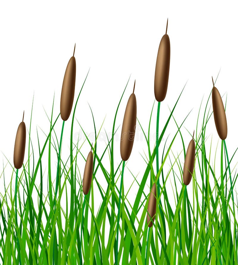 Roseau De Vecteur Avec L'herbe Illustration de Vecteur - Illustration ...