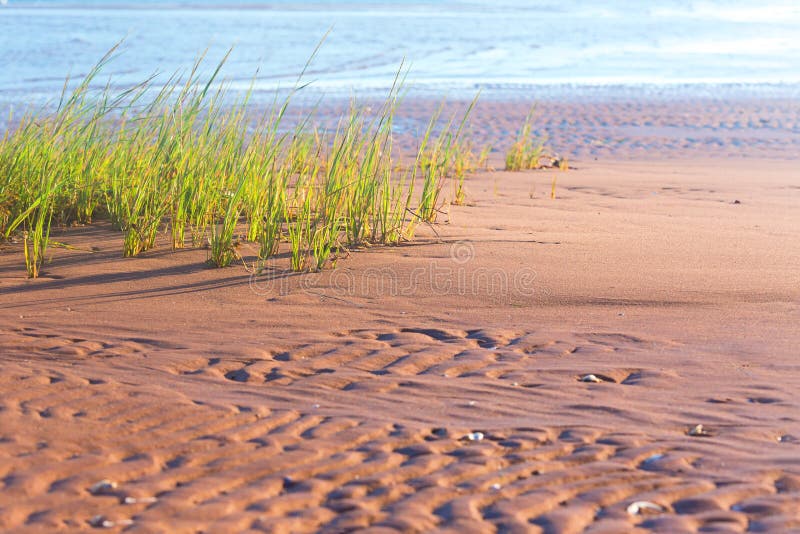 Roseau des sables image stock. Image du sauvage, personne - 32885455