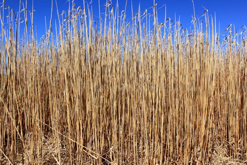 Champ des roseaux photo stock. Image du agriculture, panoramique - 40985716