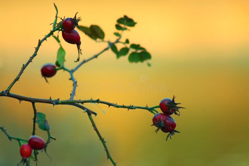 Roseberries stock image. Image of forest, berries, holidays - 2843941
