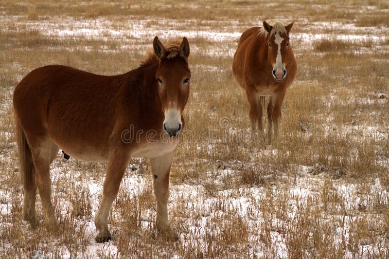 Maultier stockbild. Bild von störrisch, kreuzung, braun - 1026697