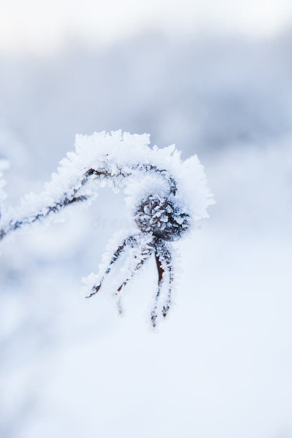 Roseberry nevado imagen de archivo. Imagen de fresco - 29161047