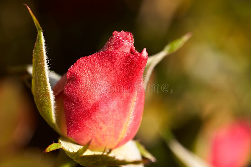 Rosebud stock image. Image of beautiful, drops, petals - 2001425